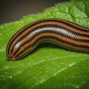 Are Leech Bites Dangerous - Hike Dreams